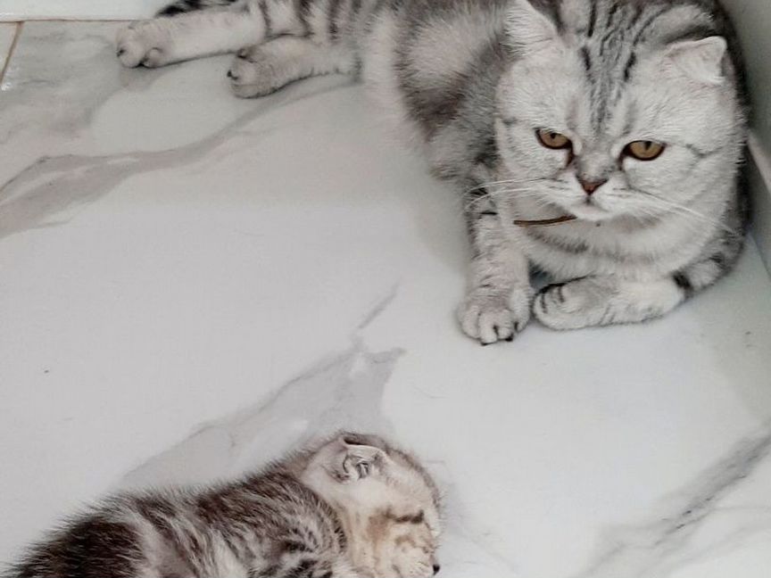 Котята мраморные и серебро шикарный окрас