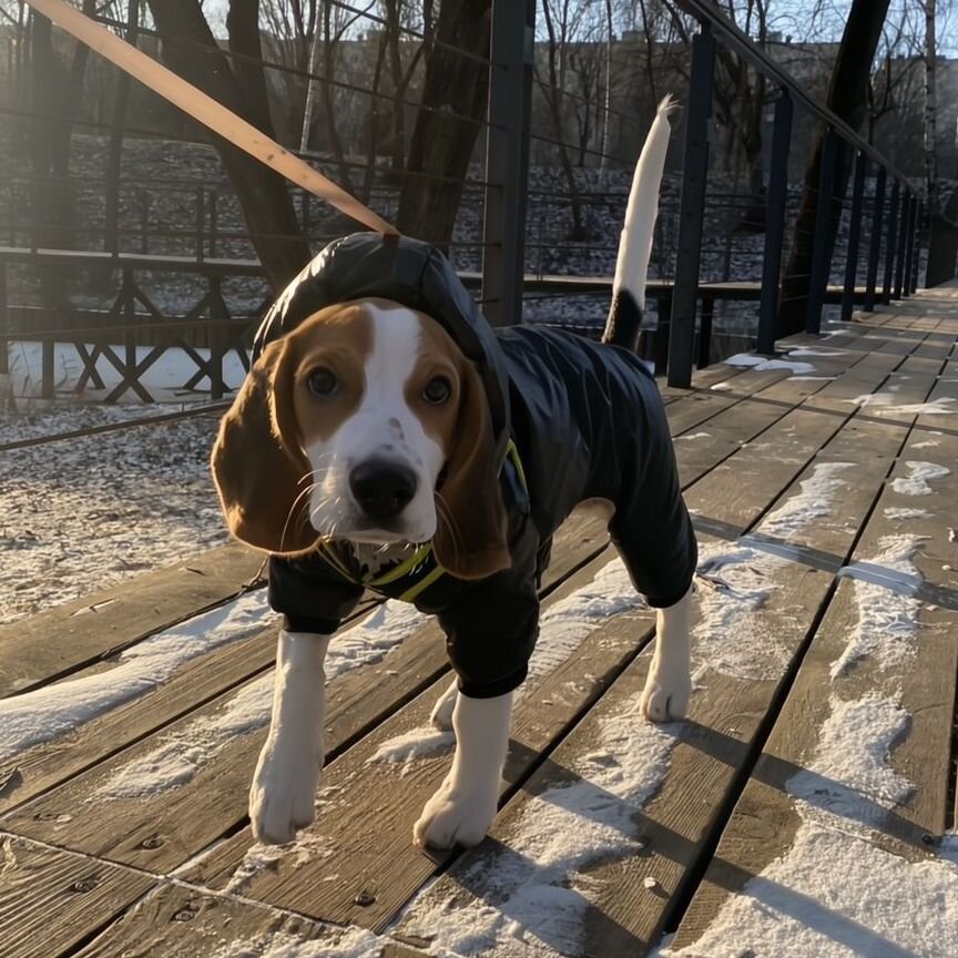 Бигль, щенок