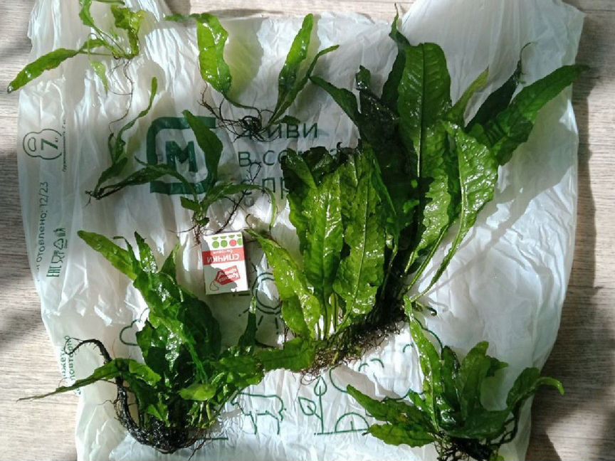 Папоротник широколистный