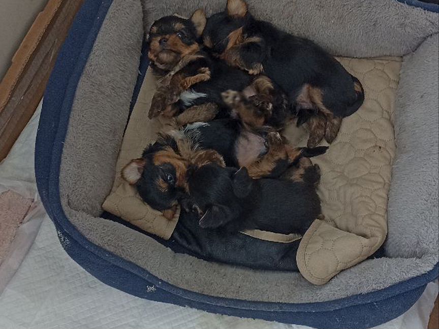 Йоркширский терьер щенки стандарт