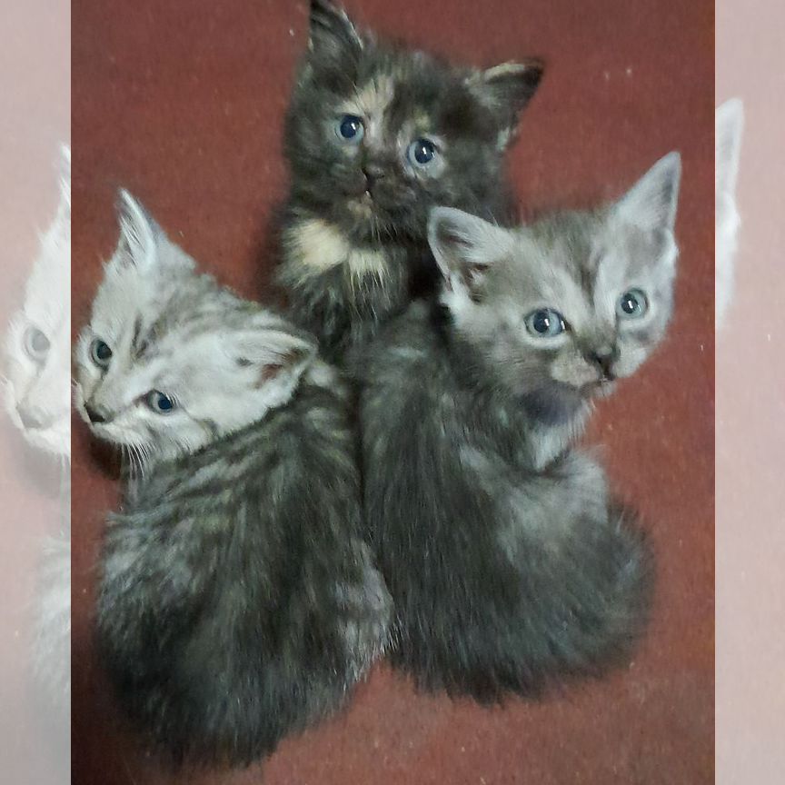 Котята в добрые руки