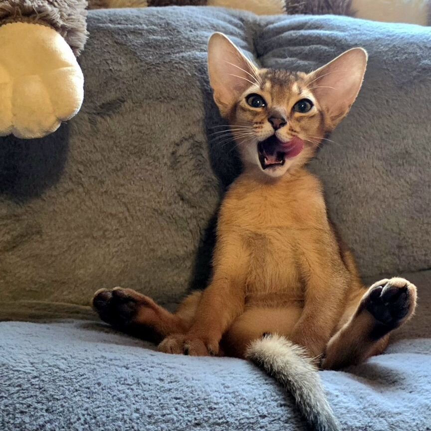 Абиссинский котёнок