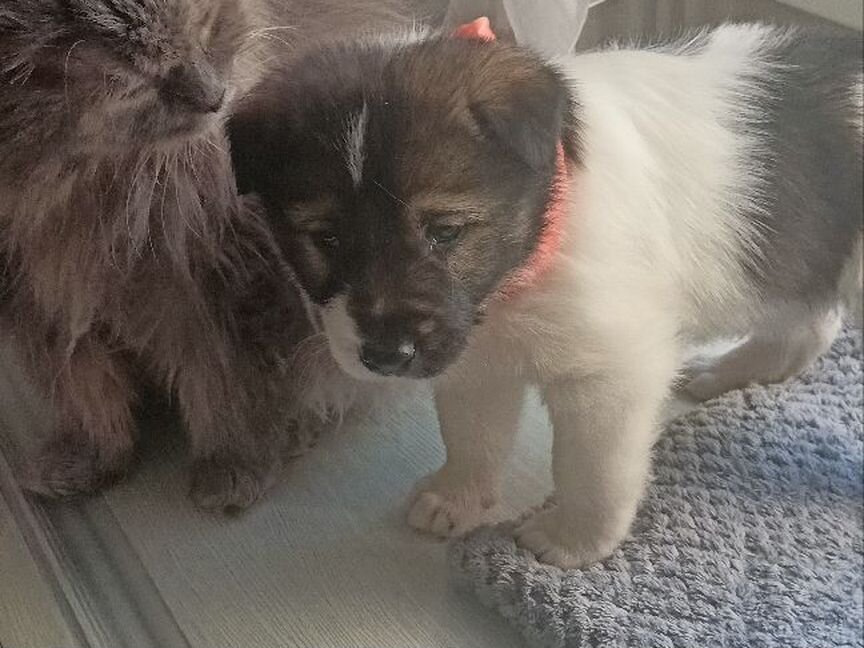 Щенки на передержку или сразу в дом