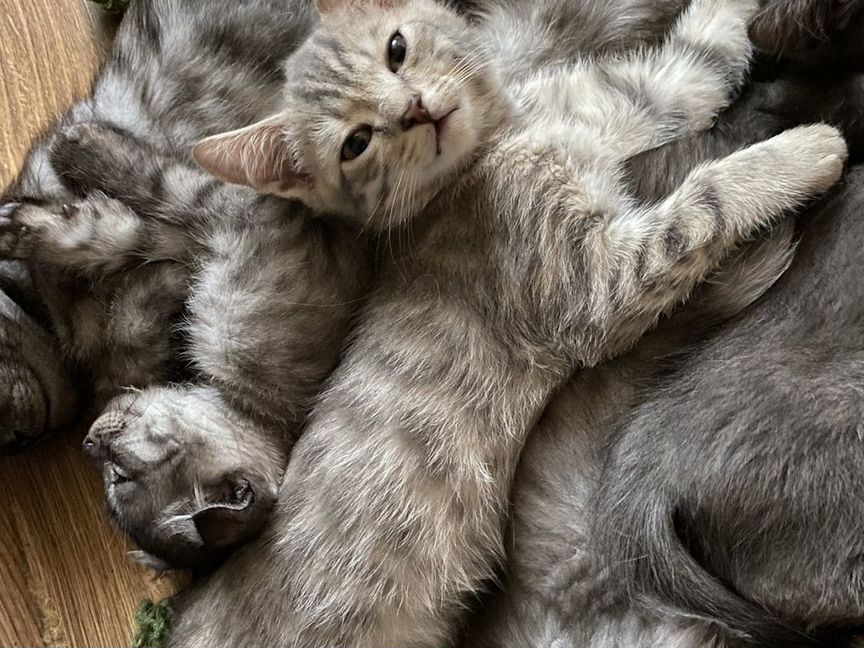 Котята британцы и шотландцы