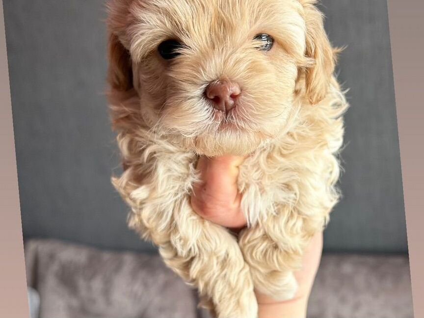 С любовью Мальтипу ф1