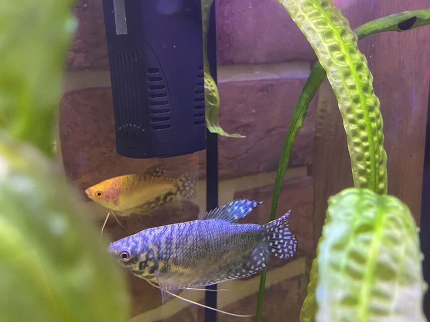 Аквариумные рыбки Гурами