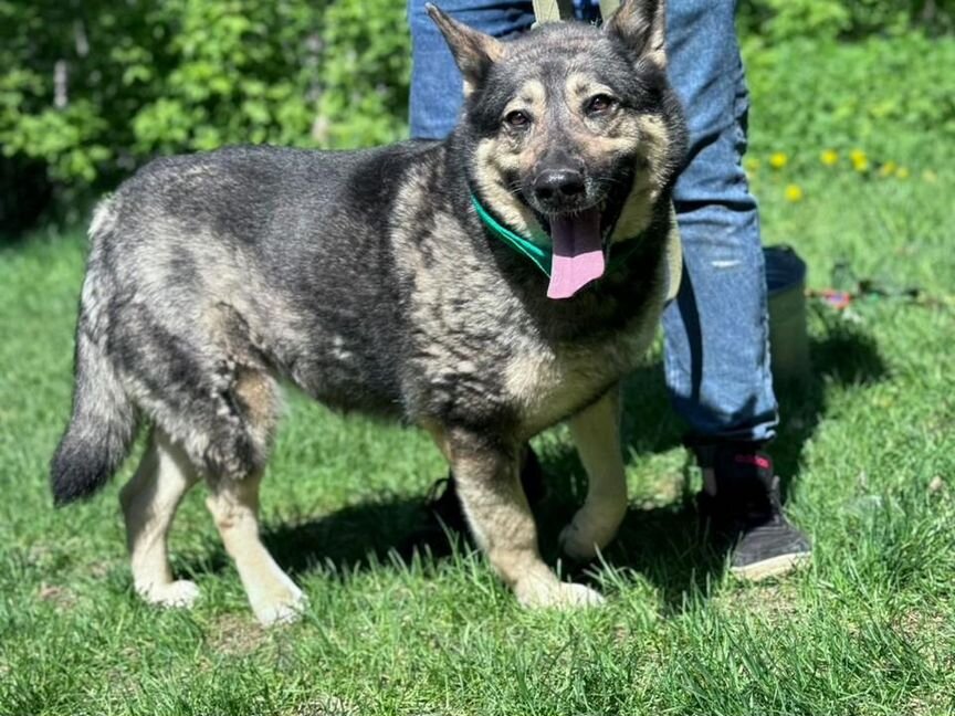 Серая звездочка Ариэль. Собака из приюта в дар