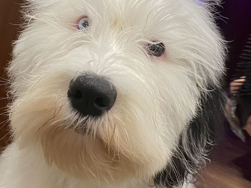 Староанглийская овчарка -семейный компаньон