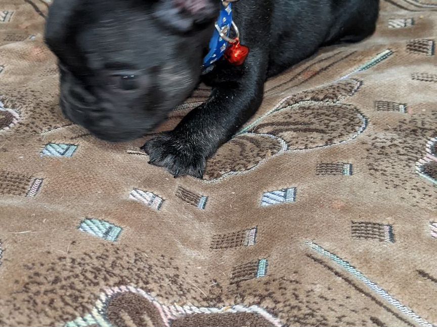 Французский бульдог