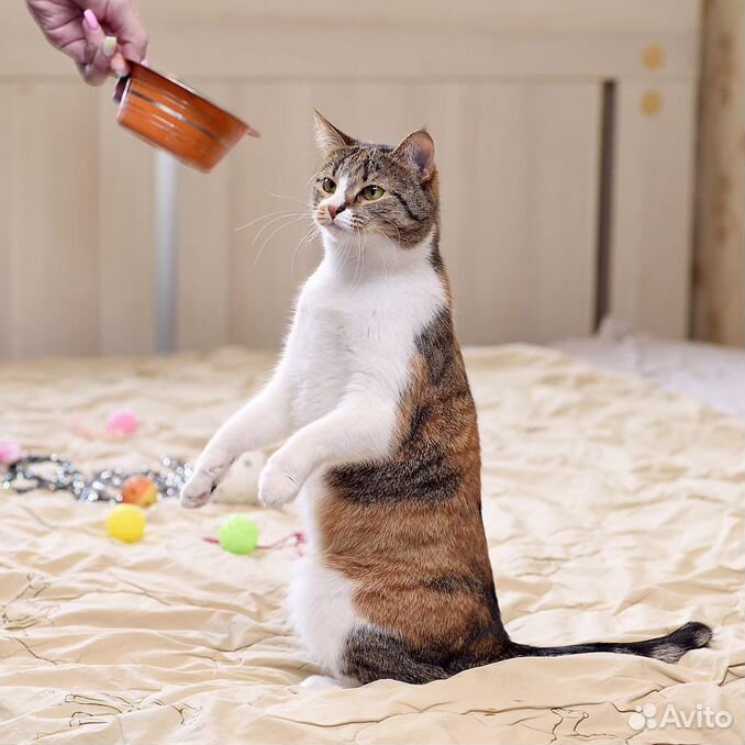 Кошка Геля в добрые руки