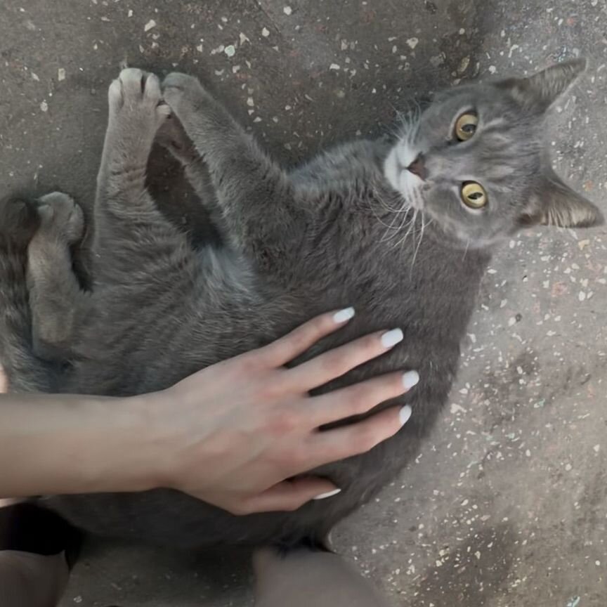 Взрослый кот в добрые руки
