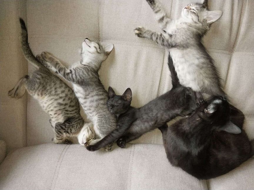 Отдам котят