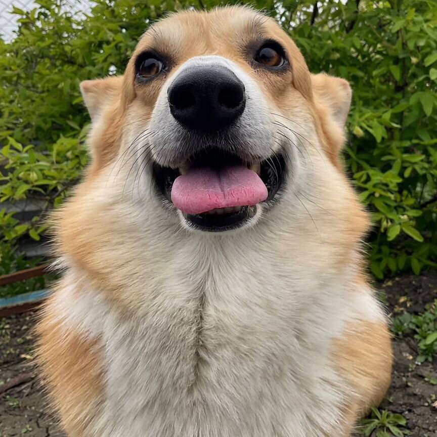 Вельш Корги Пемброк, взрослый пёс