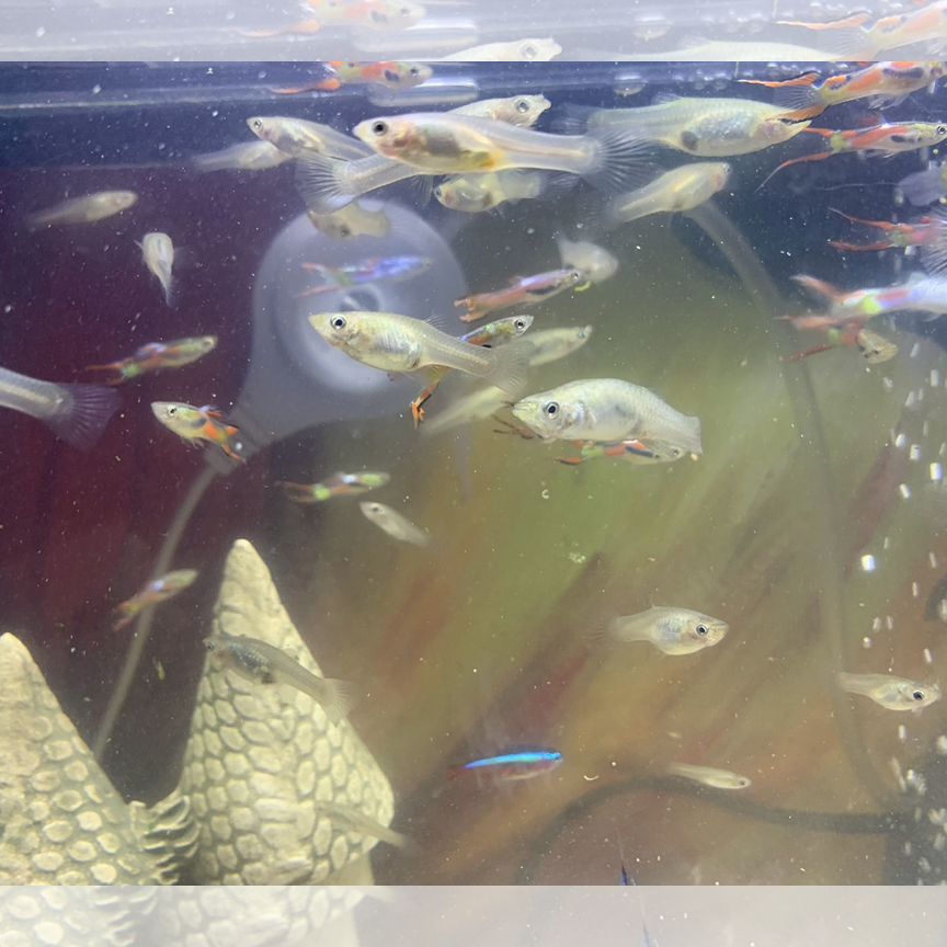 Рыбки гуппи