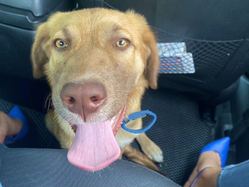 Собака в добрые руки отдам бесплатно