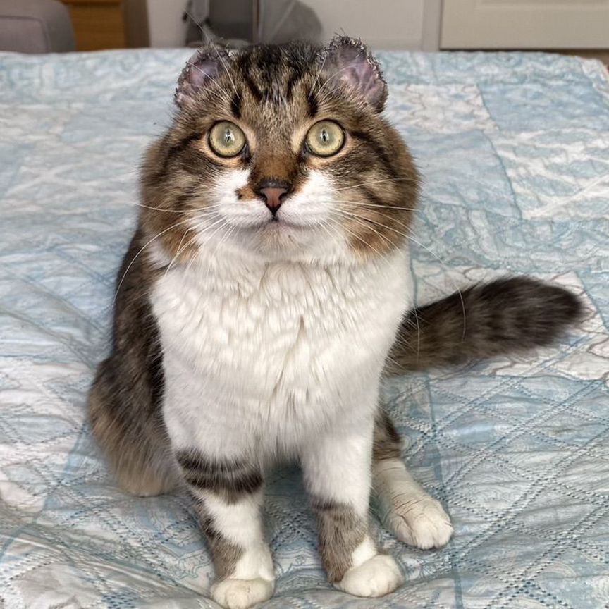 Котик в добрые руки мальчик