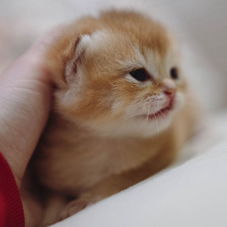 Британский короткошёрстный котёнок