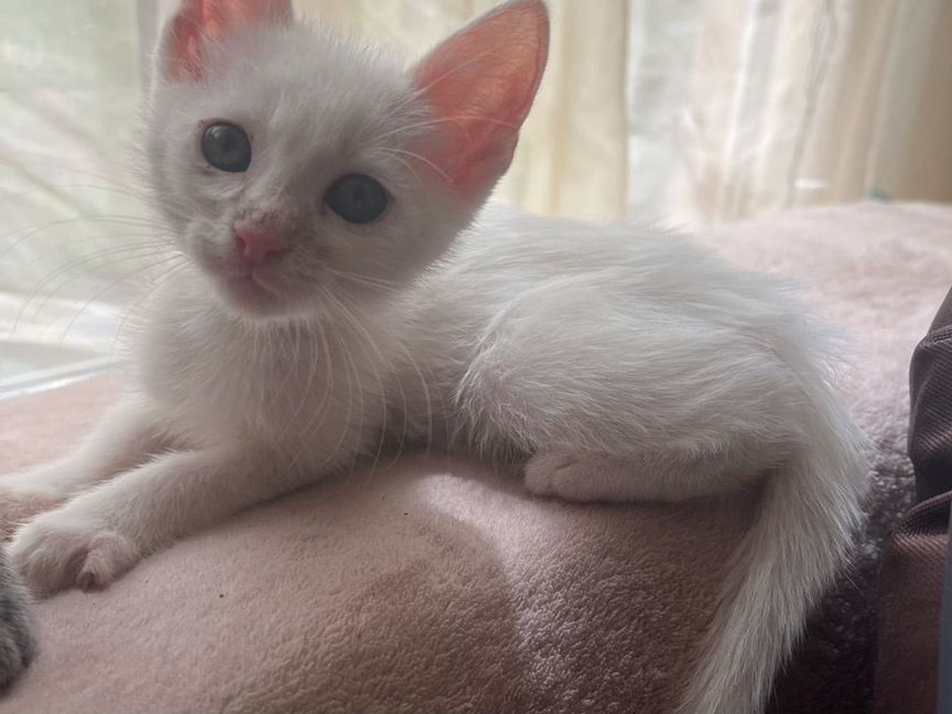 Белая кошечка