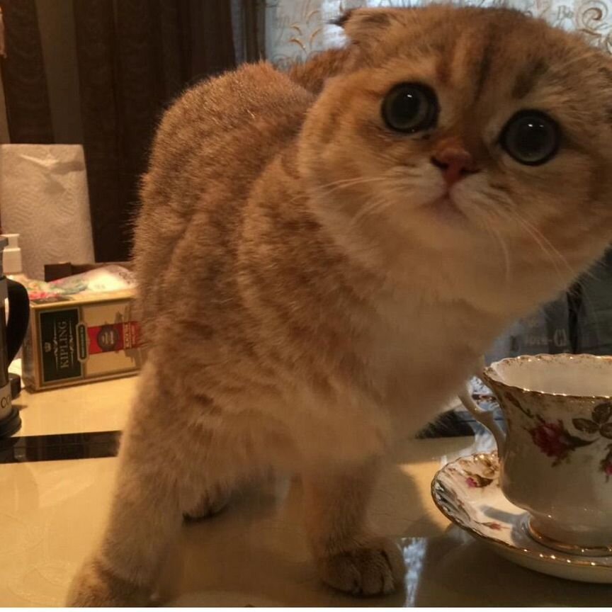 Шотландская кошечка