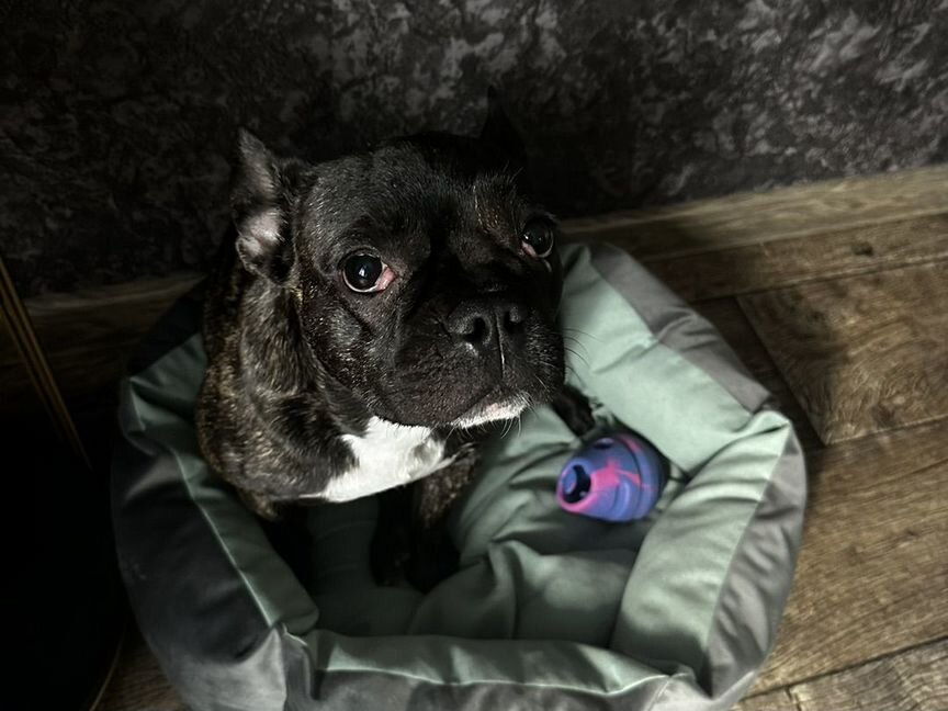 Французский бульдог в добрые руки