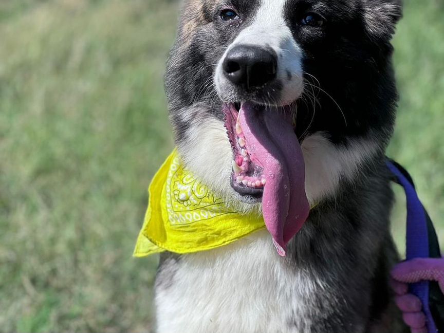 Славный Джейкоб мечтает о доме