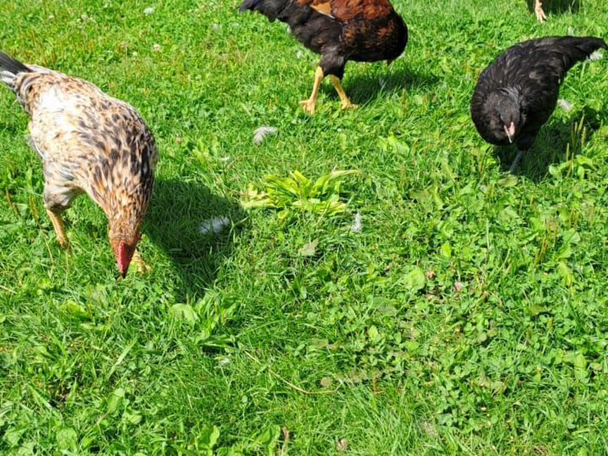 Куры молодки маран