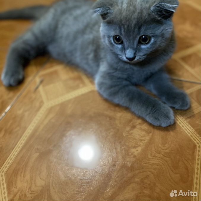 Шотланский вислоухий котенок