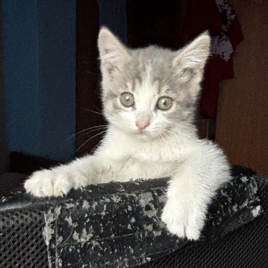 Мейн-кун котёнок