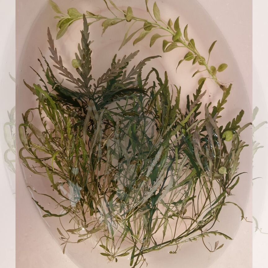 Аквариумные растения прополка