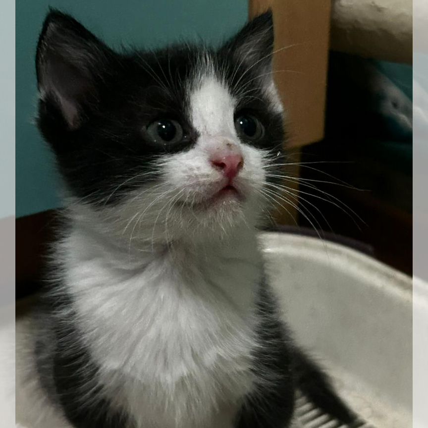 Котёнок в добрые руки