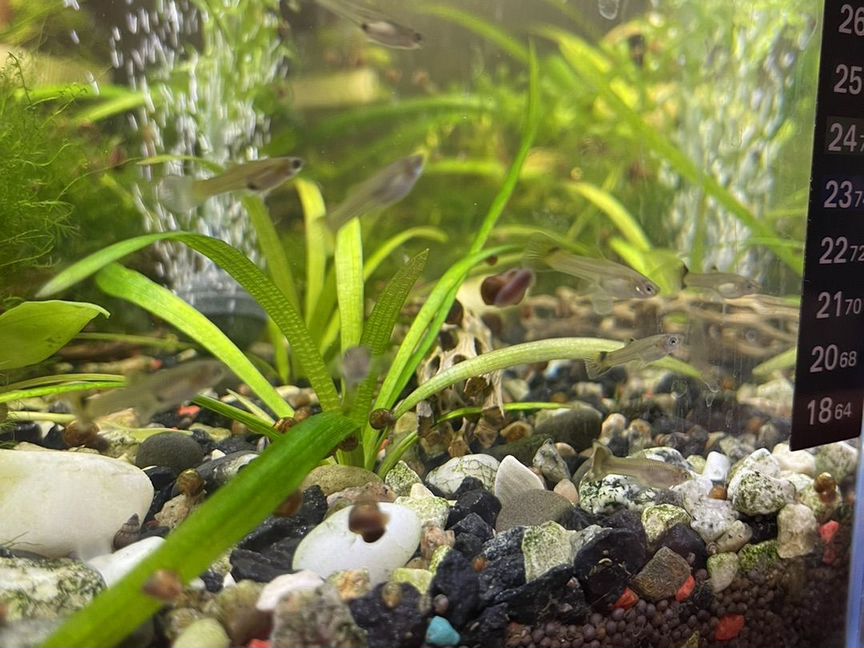 Гуппи молодые бесплатно