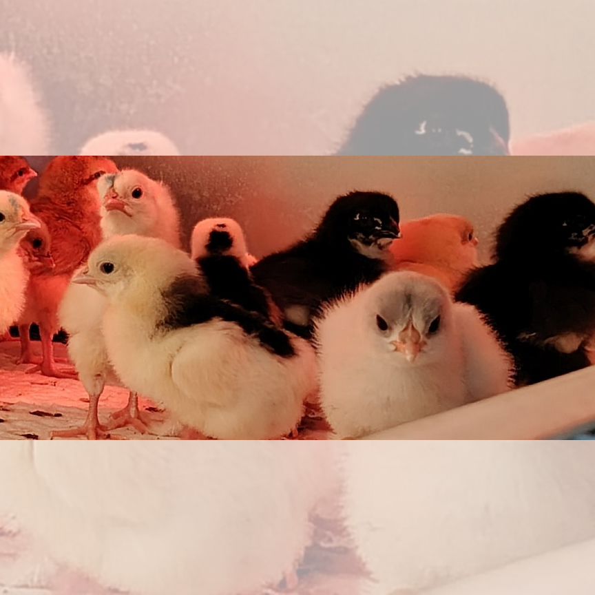 Подрощенные и суточные индюшата и цыплята