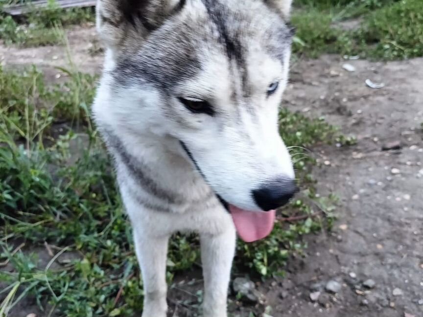 Сибирский хаски