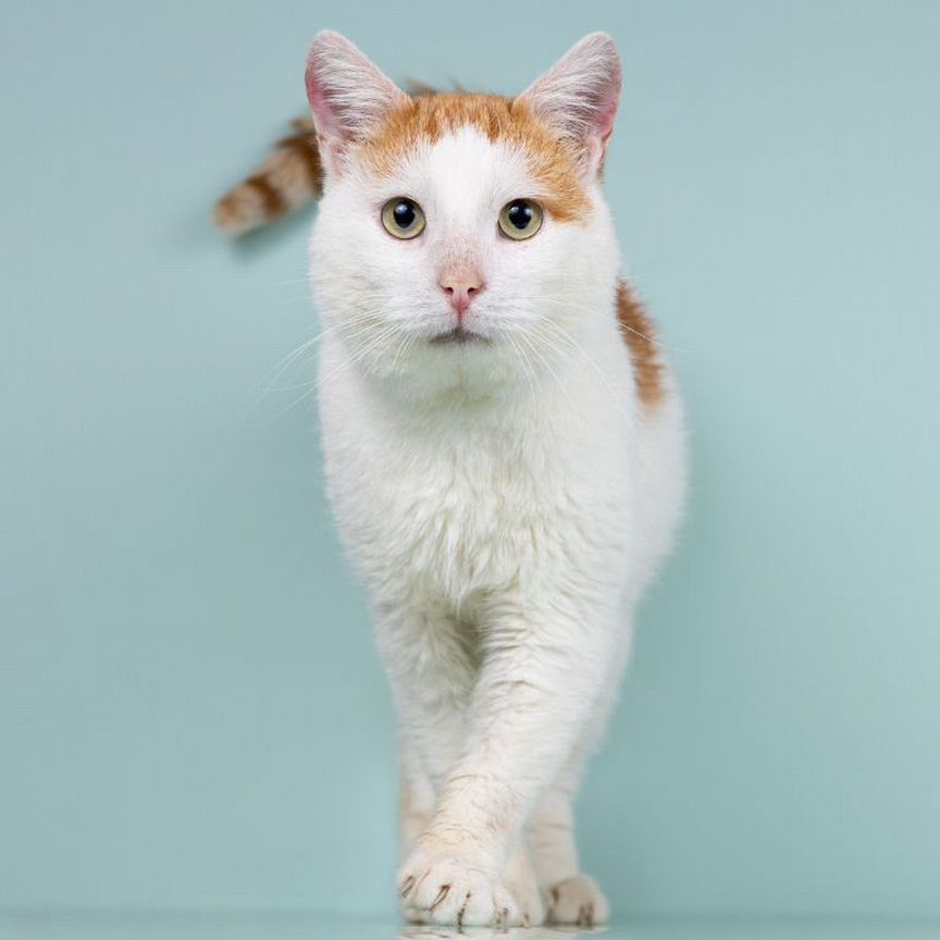 Взрослый кот в добрые руки