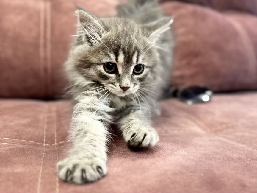 Кошечка в добрые руки