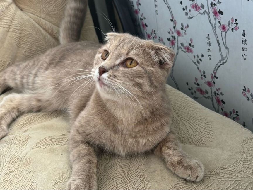 Котенок шотландец рыжий