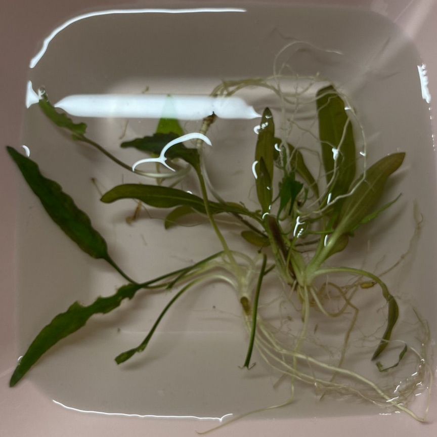 Аквариумные растения прополка