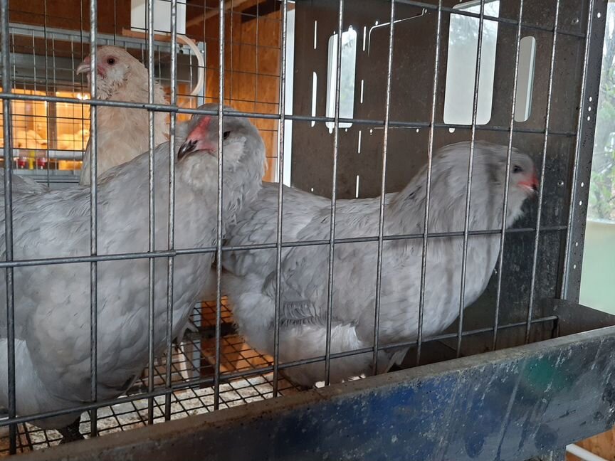 Амераукана лаванда семья 3+1