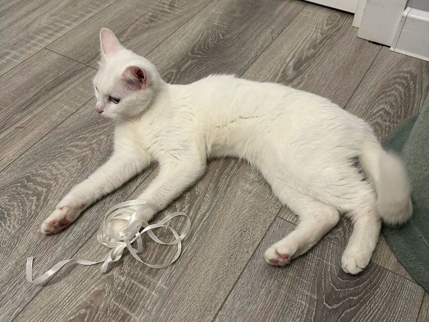 Котенок турецкая ангора белый