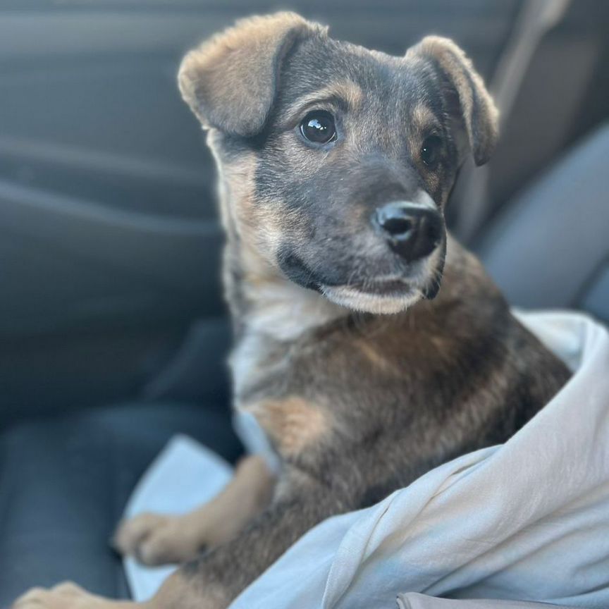 Умница Гердочка ищет дом