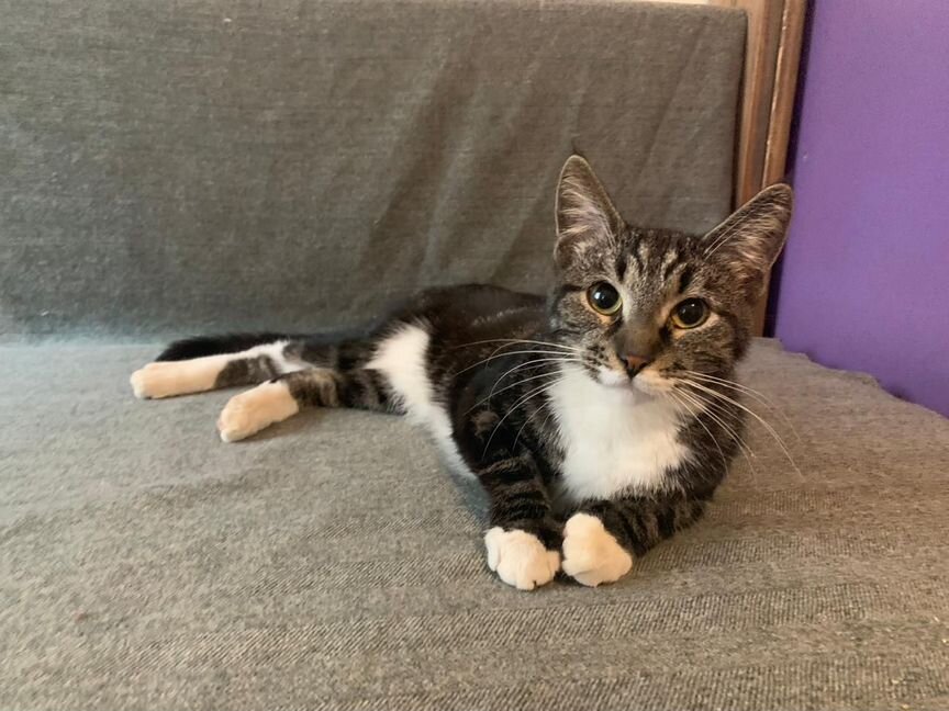 Кот полосатый ласковый до навязчивости