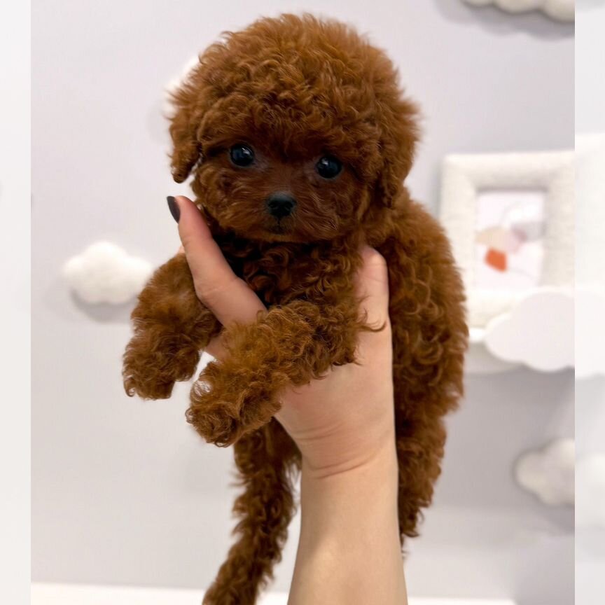 Той-пудель, щенок