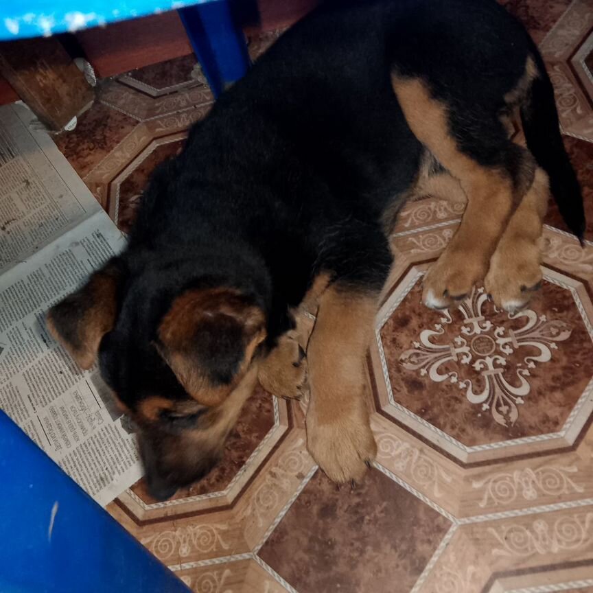 Щенок немецкой овчарки