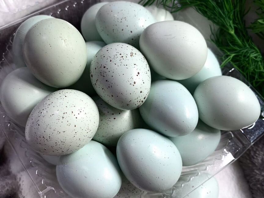 Голубые перепелиные яйца