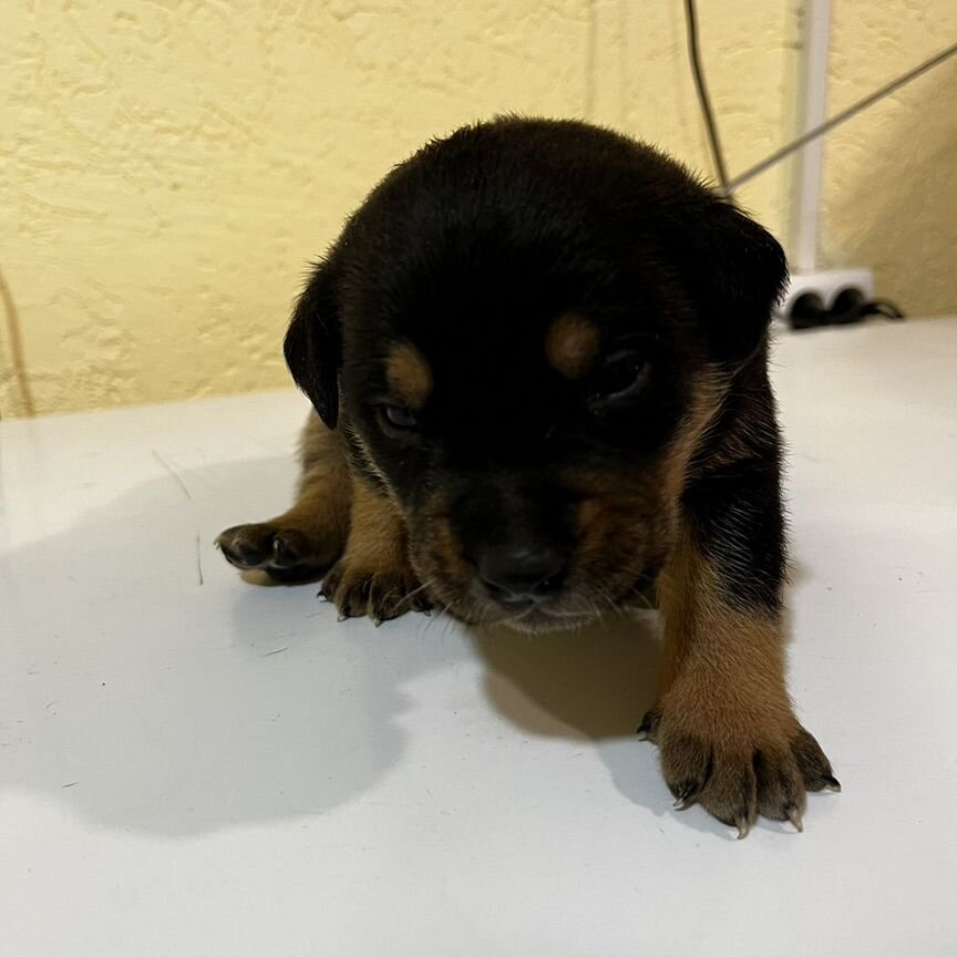 Щенки американского булли покет