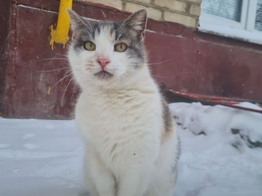 Милая,нежная кошь выброшена на ул,живет на скамье