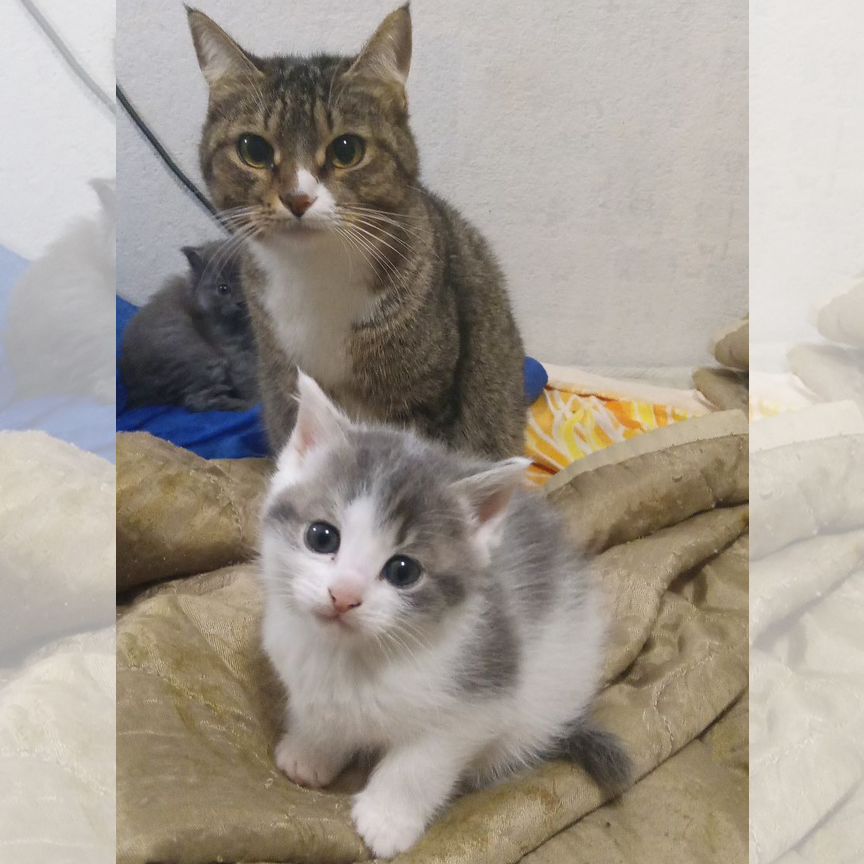 Котёнок в добрые руки