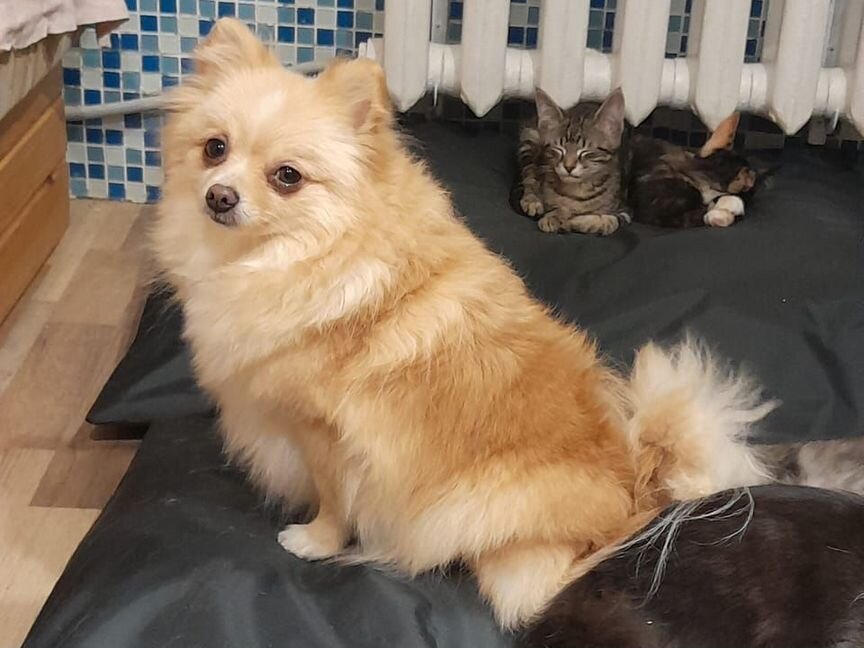 Пухлянка в добрые руки