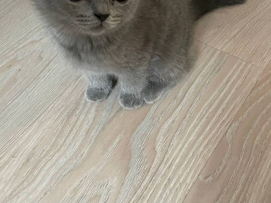 Шотландские прямоухие котята