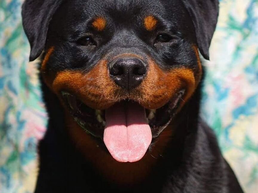 Кобель Ротвейлера